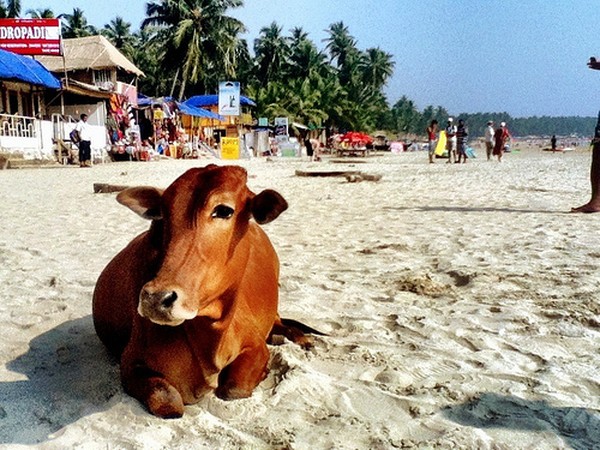Lucu, Sapi Pun Ikut Asyik Menikmati Pantai Ini!
