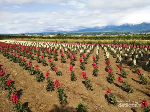Melihat Cantiknya Hamparan Bunga di Hokkaido