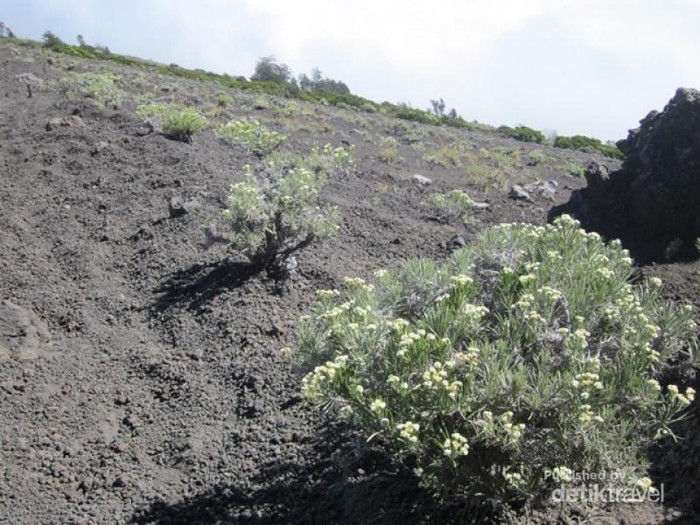 Melihat Keindahan Bunga Edelweiss di Gunung Rinjani