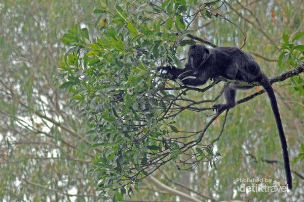 Melihat Primata yang Terancam Punah di Gunung Gede