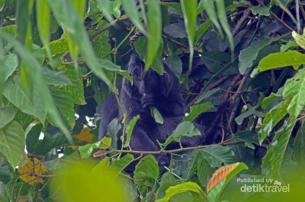 Melihat Primata yang Terancam Punah di Gunung Gede