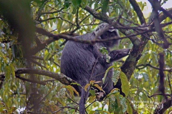 Melihat Primata yang Terancam Punah di Gunung Gede