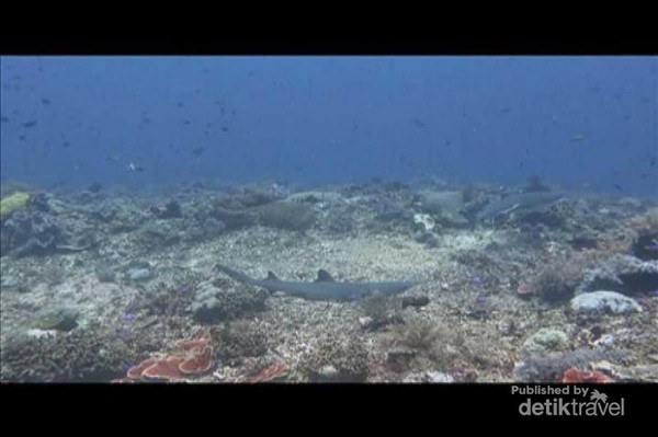 Membangunkan Hiu Tidur di Pulau Komodo