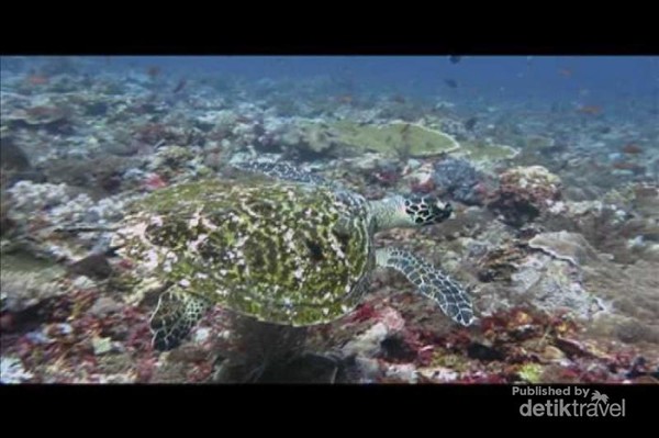 Membangunkan Hiu Tidur di Pulau Komodo