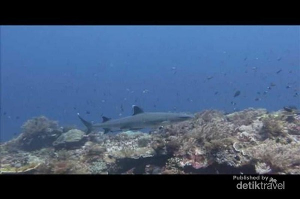 Membangunkan Hiu Tidur di Pulau Komodo