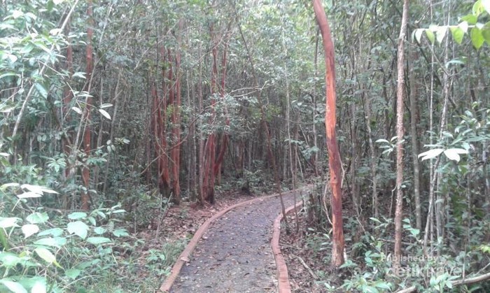 Menelusuri Hutan Pelawan, Penghasil Madu Pahit di Pulau Bangka