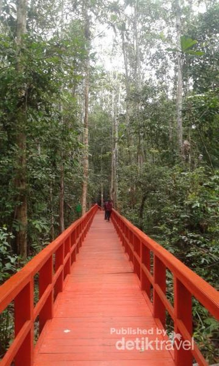 Menelusuri Hutan Pelawan, Penghasil Madu Pahit di Pulau Bangka