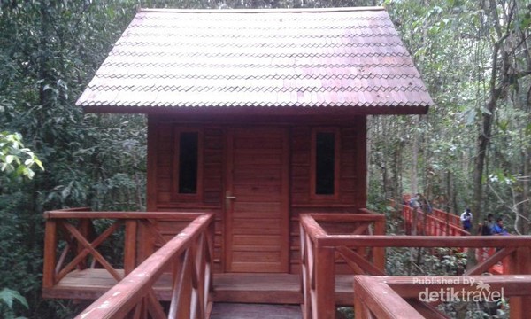 Menelusuri Hutan Pelawan, Penghasil Madu Pahit di Pulau Bangka
