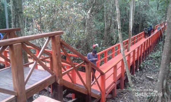 Menelusuri Hutan Pelawan, Penghasil Madu Pahit di Pulau Bangka