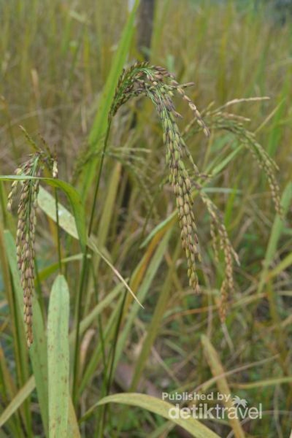 Menengok Ladang Beras Merah di Bangka