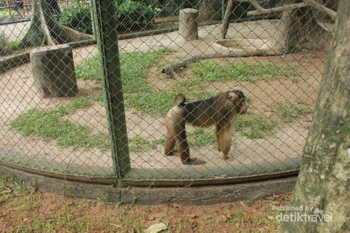 Mengenal Primata Lebih Dekat di Schmutzer Ragunan