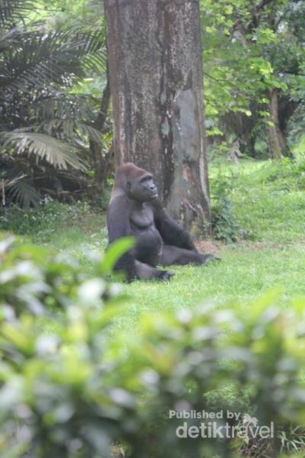 Mengenal Primata Lebih Dekat di Schmutzer Ragunan