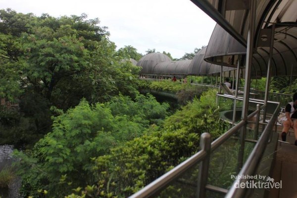 Mengenal Primata Lebih Dekat di Schmutzer Ragunan