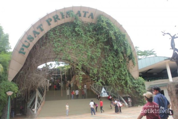 Mengenal Primata Lebih Dekat di Schmutzer Ragunan