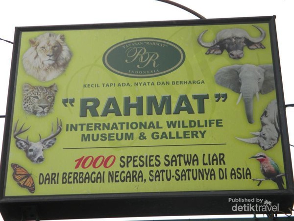 Mengenal Satwa di Museum dan Galeri Rahmat Medan