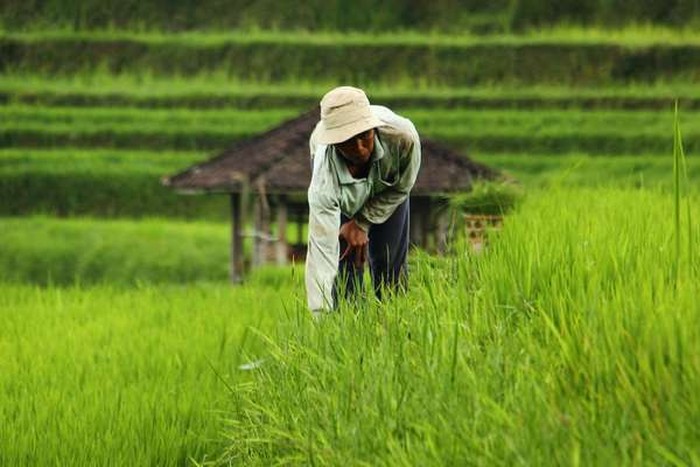 Mengenal Subak dan Hijaunya Sawah di Jatiluwih, Bali