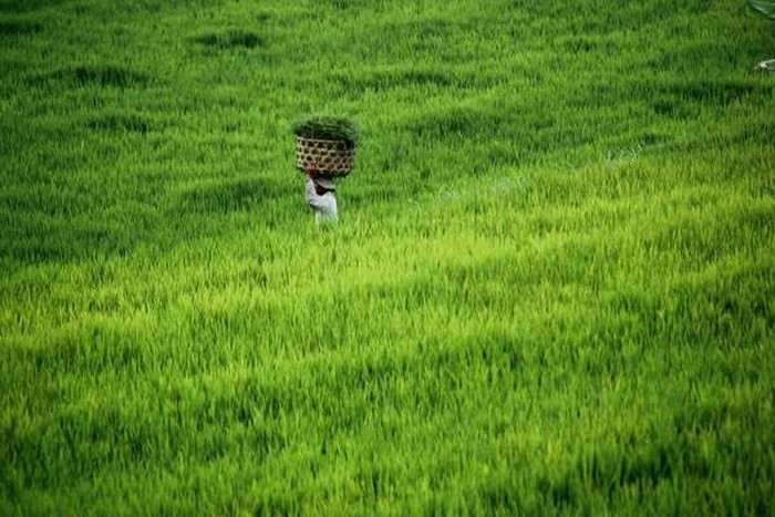 Mengenal Subak dan Hijaunya Sawah di Jatiluwih, Bali