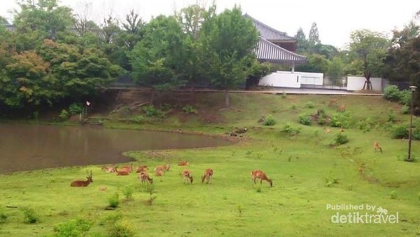 Mengenal Taman Rusa 'Abadi' di Nara, Jepang