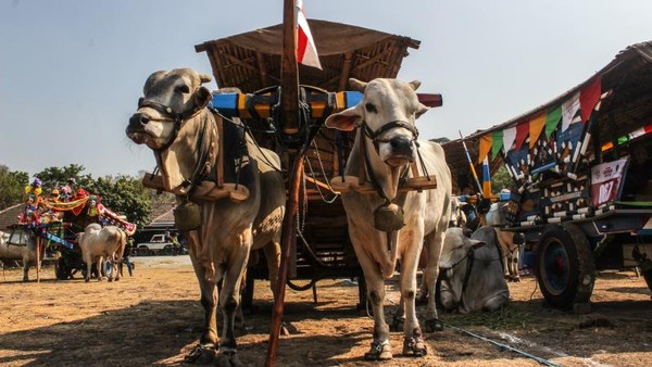 Mengenang Serunya Festival Gerobak Sapi di Prambanan
