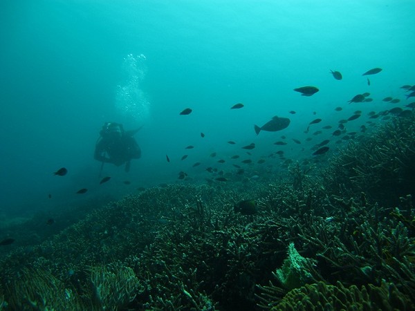 Menyelami Keindahan Bawah Laut Pulau Komodo, Sempurna!