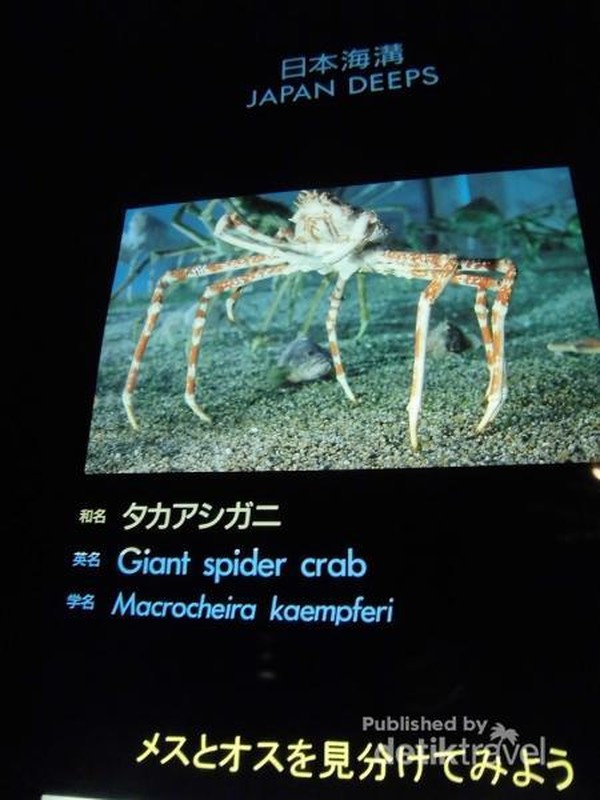 'Monster' Kepiting Sungguhan Ada di Jepang