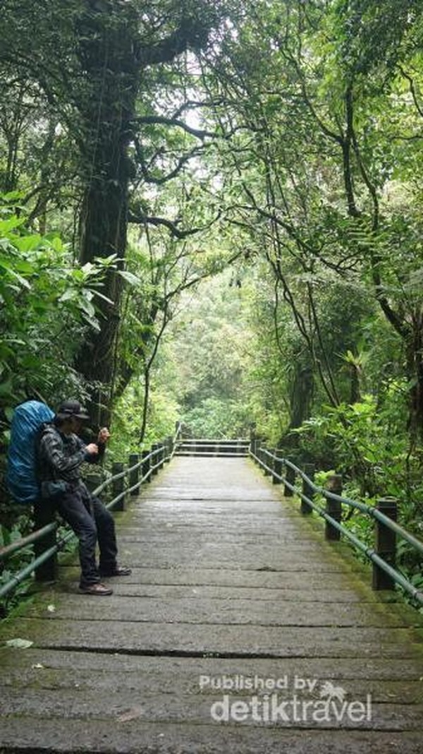 Pengalaman Pertama Mendaki Gunung Pangrango via Cibodas