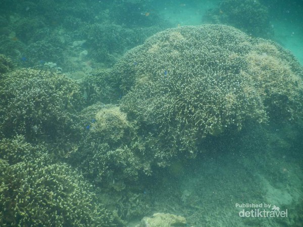 Pulau Pahawang, Pesona Alam Bawah Laut Lampung