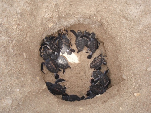 Pulau Sangalaki, Saksi Sebuah Kehidupan Bayi Penyu