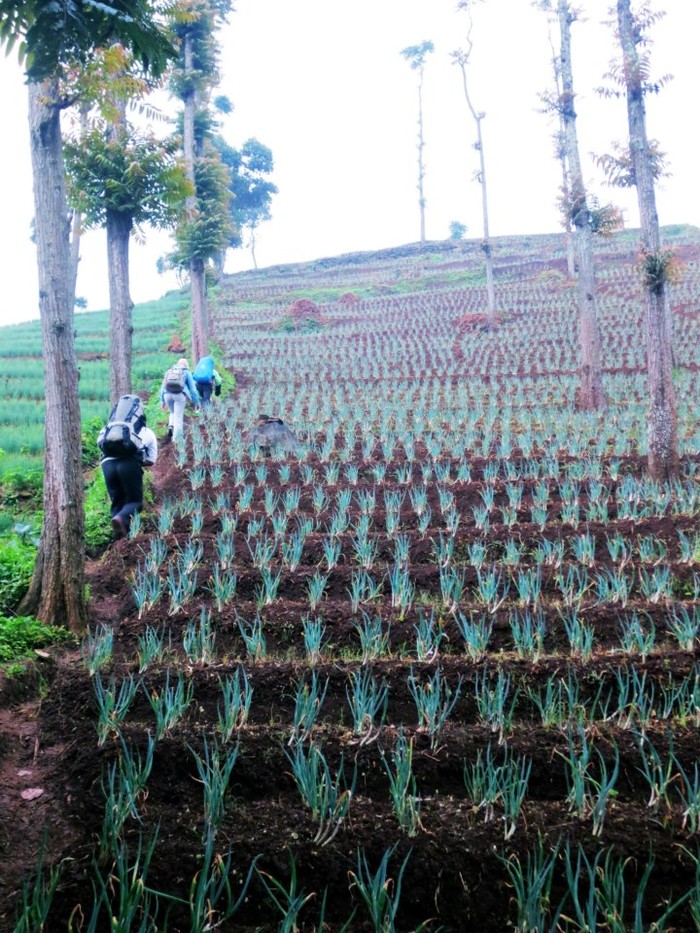 Rakutak, Gunung Perawan dari Bandung
