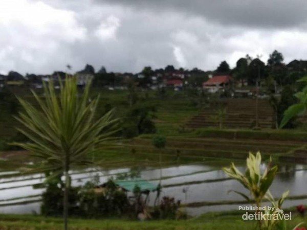 Rindu Hijaunya Persawahan Jatiluwih Tabanan Bali