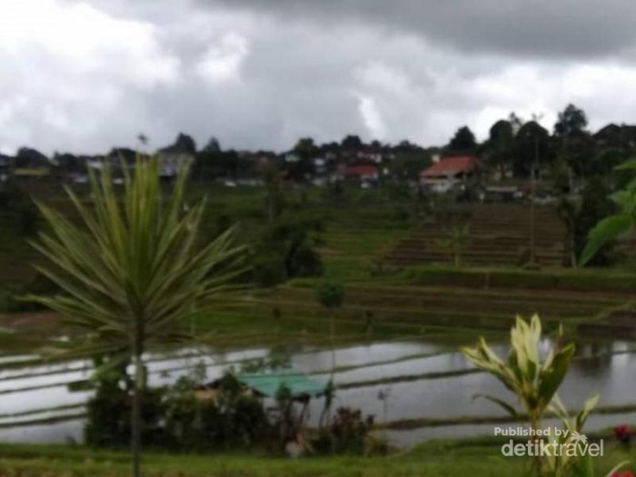 Rindu Hijaunya Persawahan Jatiluwih Tabanan Bali