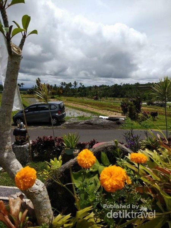 Rindu Hijaunya Persawahan Jatiluwih Tabanan Bali