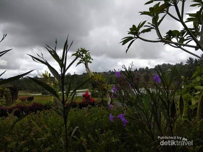 Rindu Hijaunya Persawahan Jatiluwih Tabanan Bali