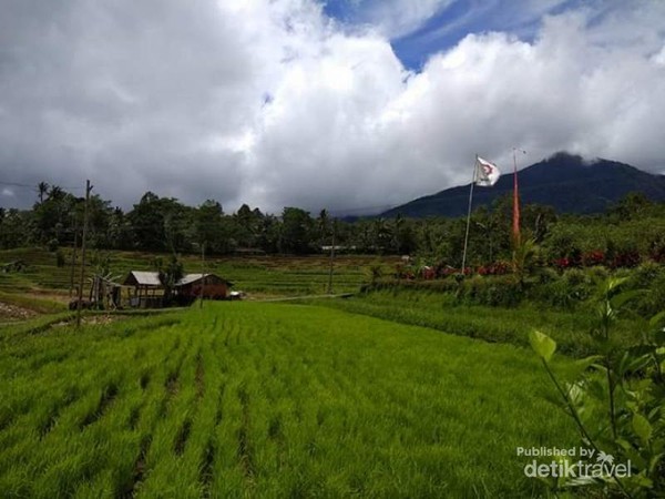 Rindu Hijaunya Persawahan Jatiluwih Tabanan Bali