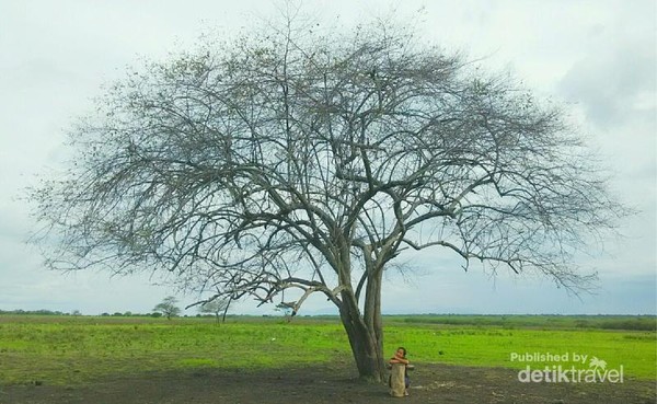 Saat Africa Van Java Sedang Hijau
