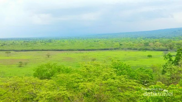 Saat Africa Van Java Sedang Hijau