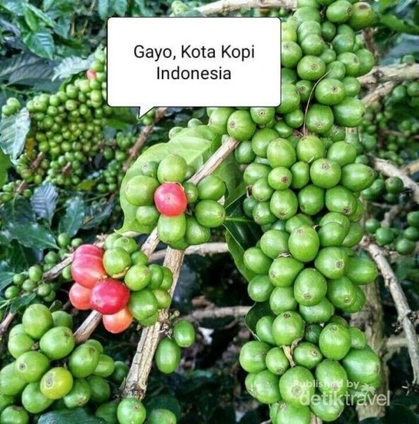Selamat Datang di Gayo, Kota Kopi Indonesia