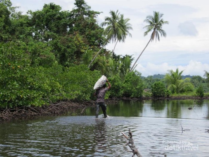 Seru! Berburu Siput Popaco di Maluku Utara