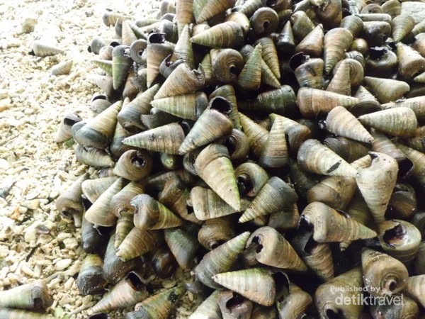 Seru! Berburu Siput Popaco di Maluku Utara