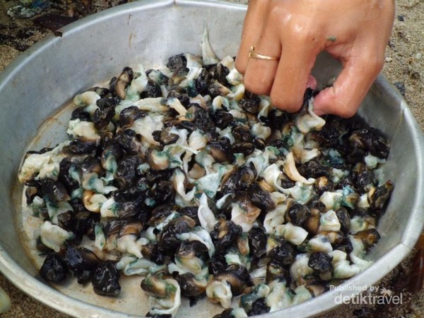 Seru! Berburu Siput Popaco di Maluku Utara