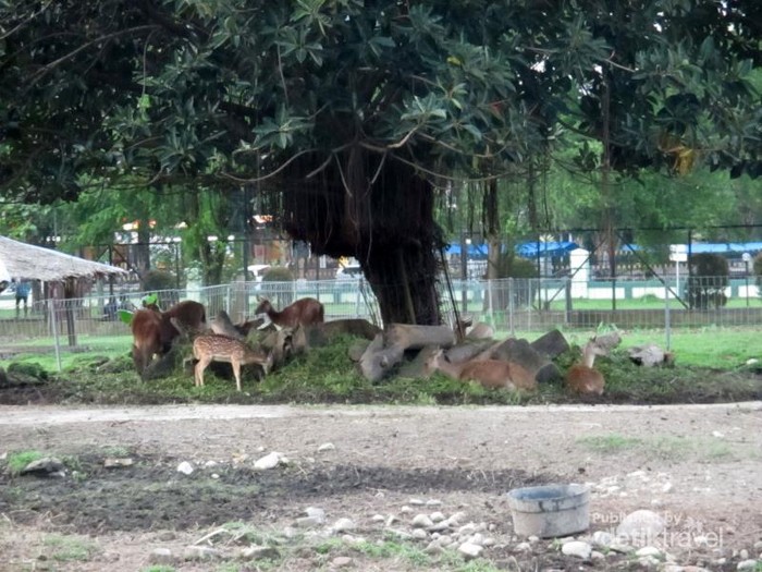 Serunya Main & Kasih Makan Rusa di Taman Kampus USU