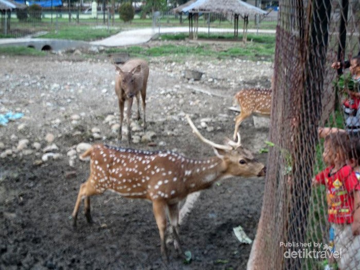 Serunya Main & Kasih Makan Rusa di Taman Kampus USU