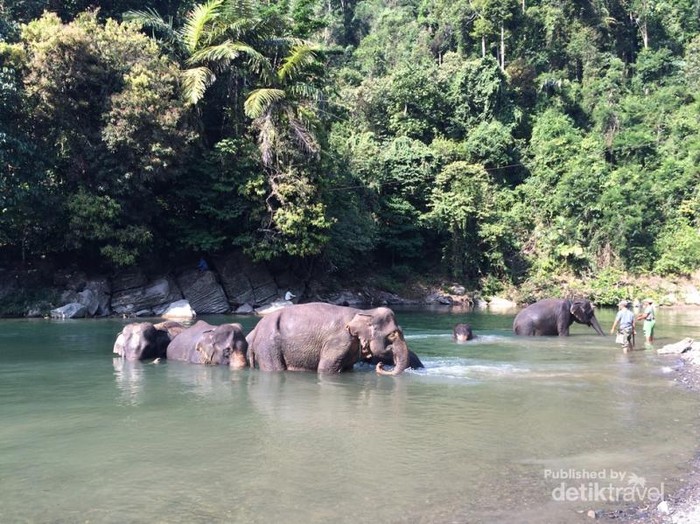 Serunya Memandikan Gajah di Langkat, Sumatera Utara