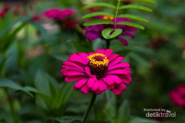 Suasana Alam nan Sejuk dan Indah di Grojogan Watu Purbo