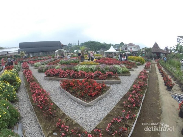Taman Bunga Begonia, Tempat Romantis di Lembang