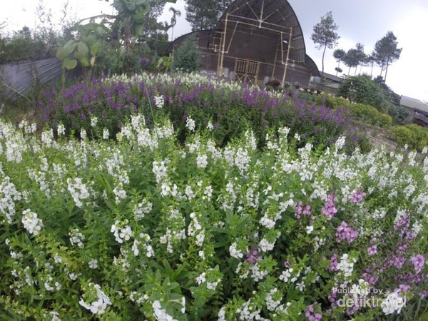 Taman Bunga Begonia, Tempat Romantis di Lembang