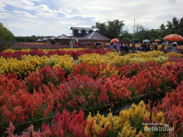 Taman Bunga Luar Negeri? No, Ini di Aceh