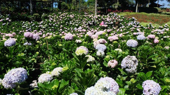 Taman Bunga Selecta dan Kisah Kejayaan Indonesia