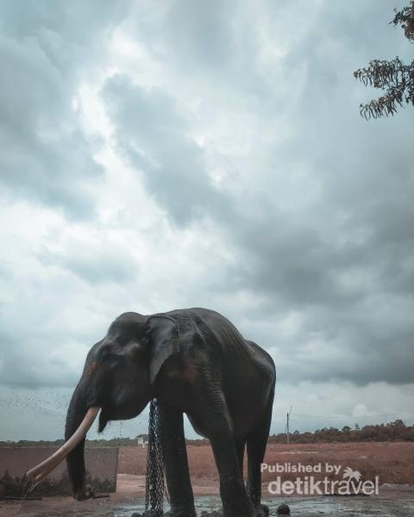 Taman Nasional Waykambas Rumah Gajah di Lampung