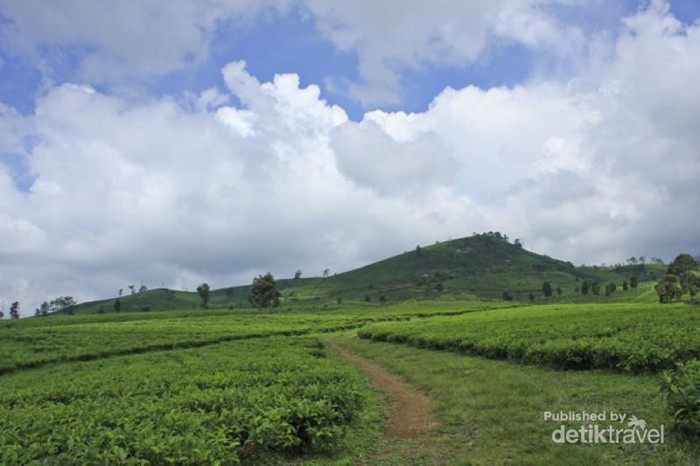 Tea Garden Resort, Destinasi Pelepas Stress yang Lagi Hit di Subang